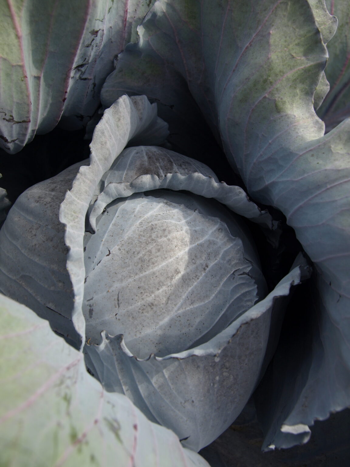 Redguard F1 – Germany