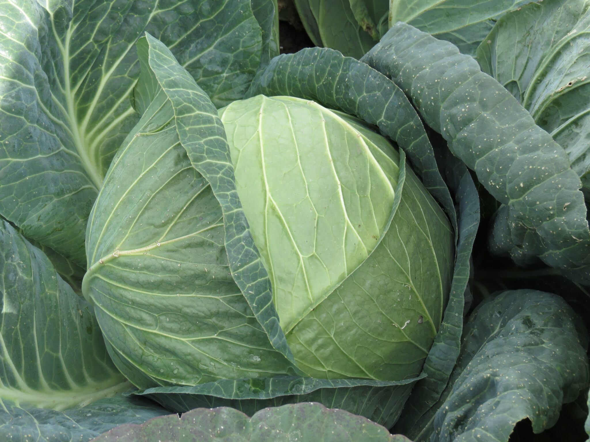 New storage material for white cabbage - Germany